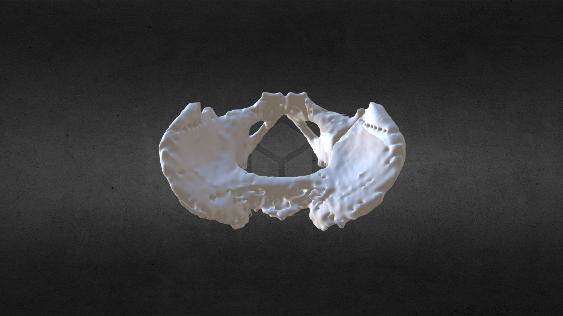 Segmented Male Pelvis - 3D model by NR13 [e65557e] - Sketchfab