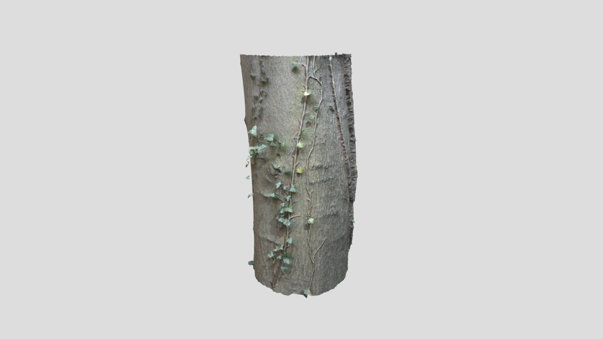 Bark of a Maple Tree - 3D model by BernardL [e659ae4] - Sketchfab