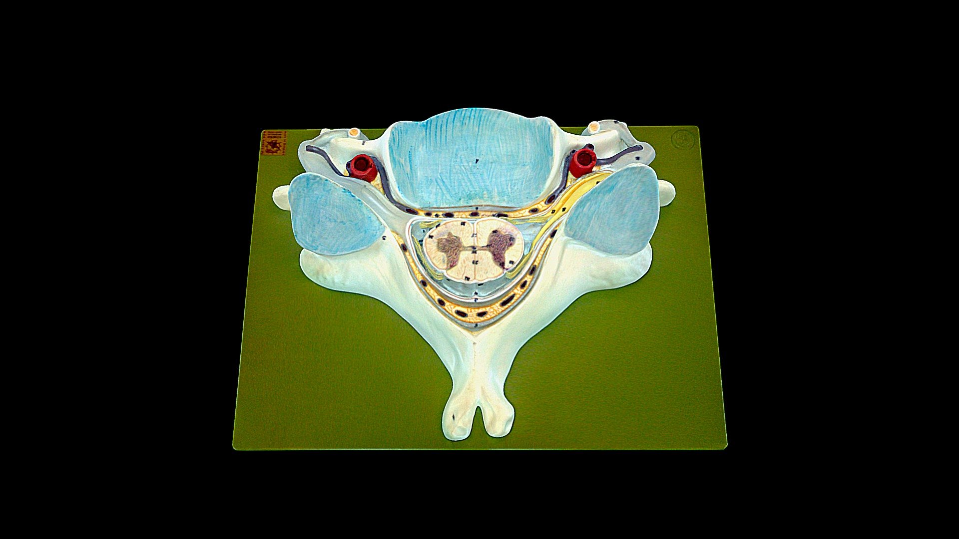 Cervical Cross Section - 3D model by tkanan [e664359] - Sketchfab