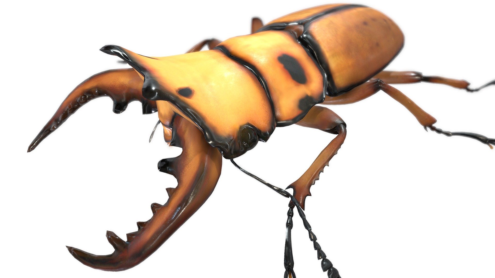 Homoderus mellyi - Buy Royalty Free 3D model by Boycraft [e66b9fe ...