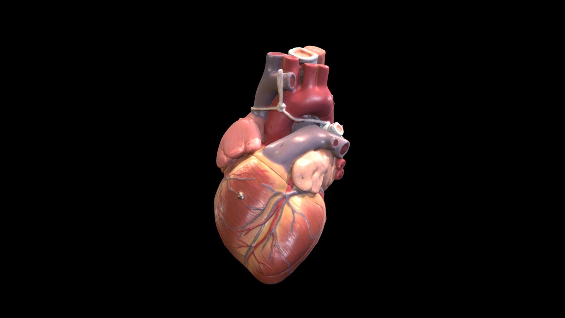 Heart (Plastic Model) - Coronary Arteries - 3D model by Interactive ...