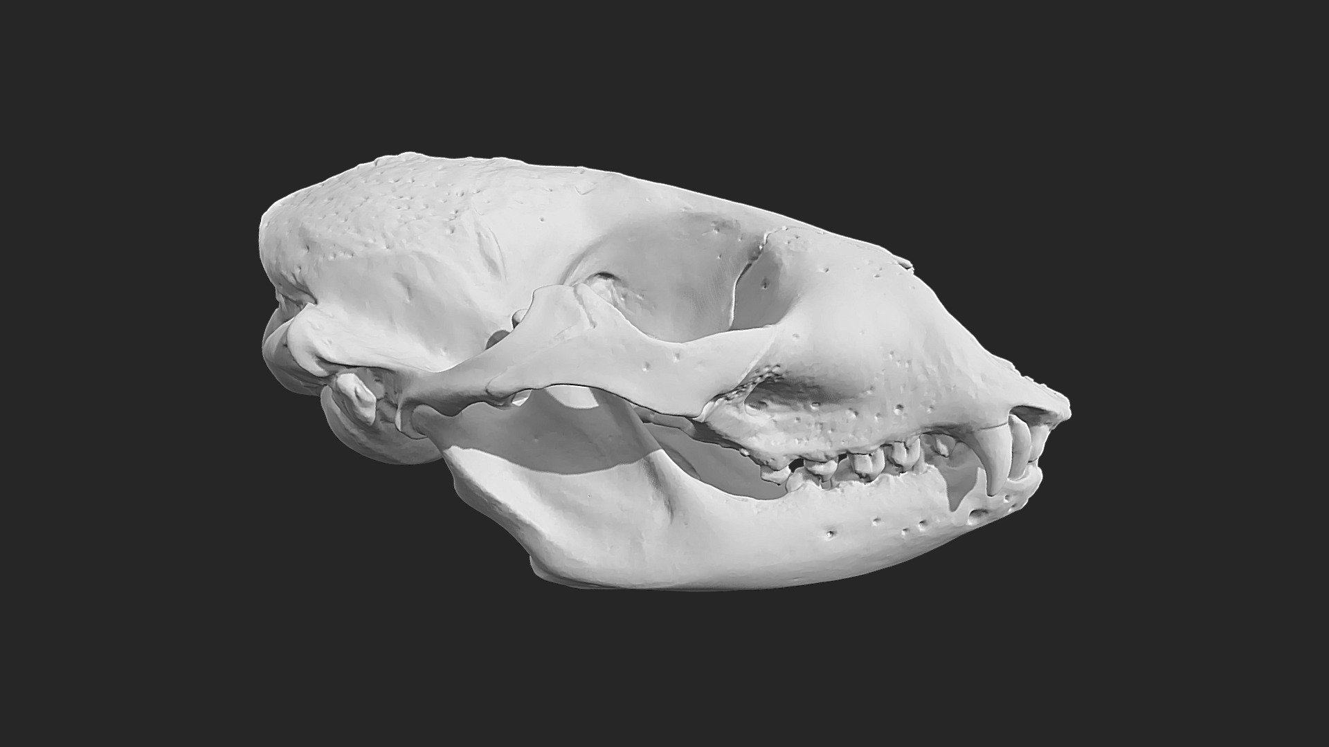Phoque (modèle fermé sans texture) - Download Free 3D model by Alienor.org, Conseil des musées ...