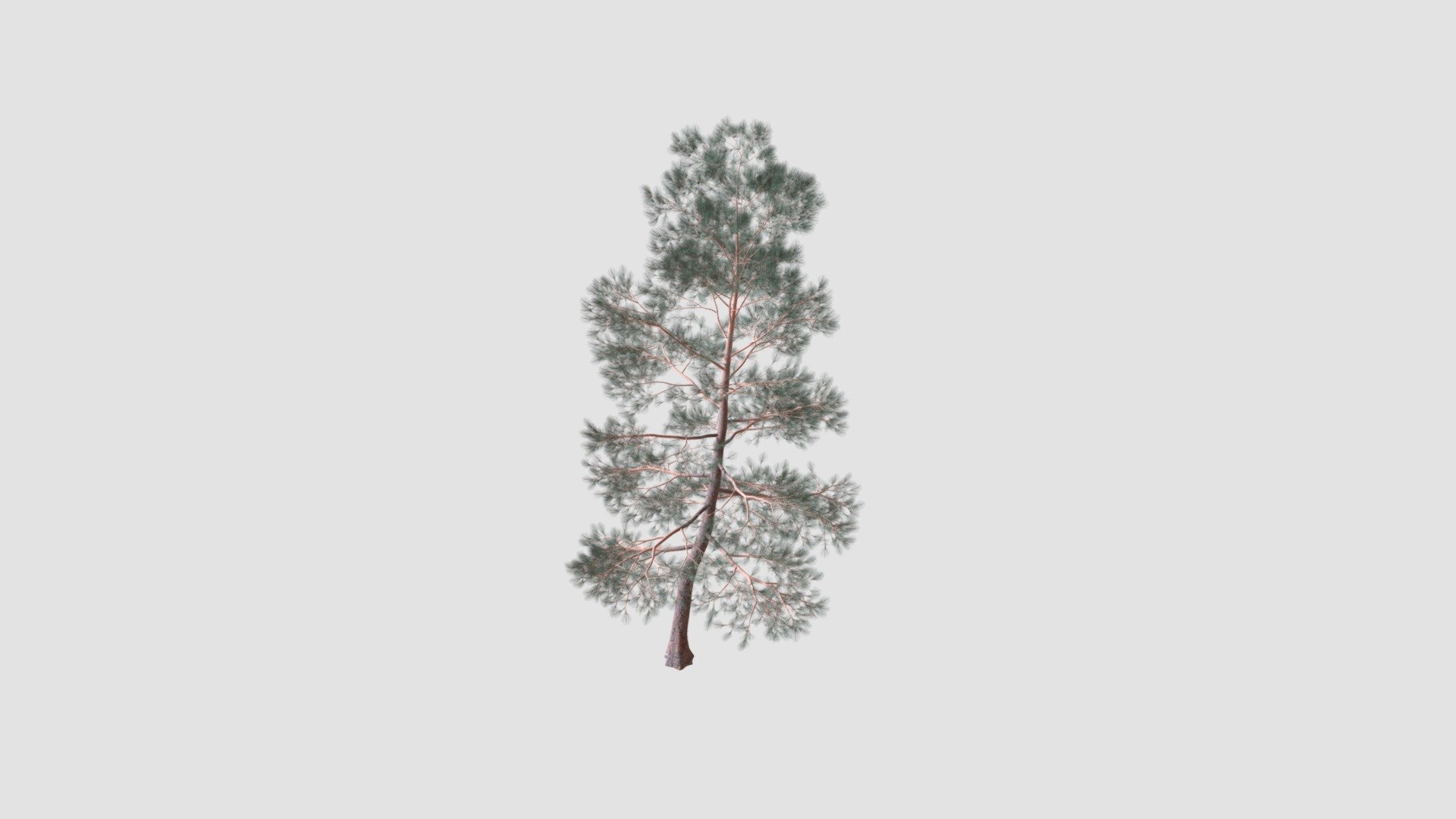 tree - Buy Royalty Free 3D model by Evermotion [e670b74] - Sketchfab Store