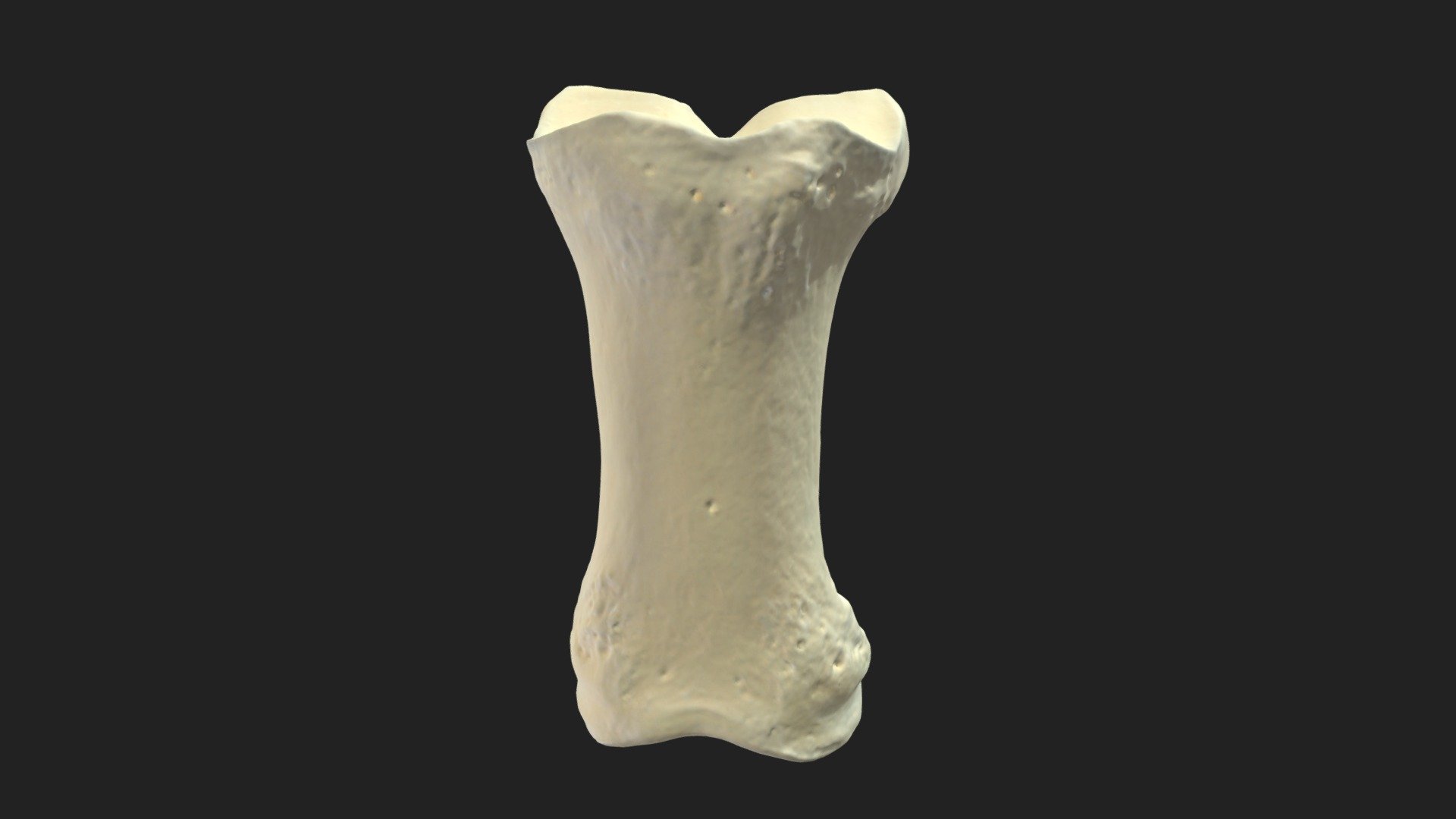 long pastern bone (os compedale) donkey - Download Free 3D model by ...