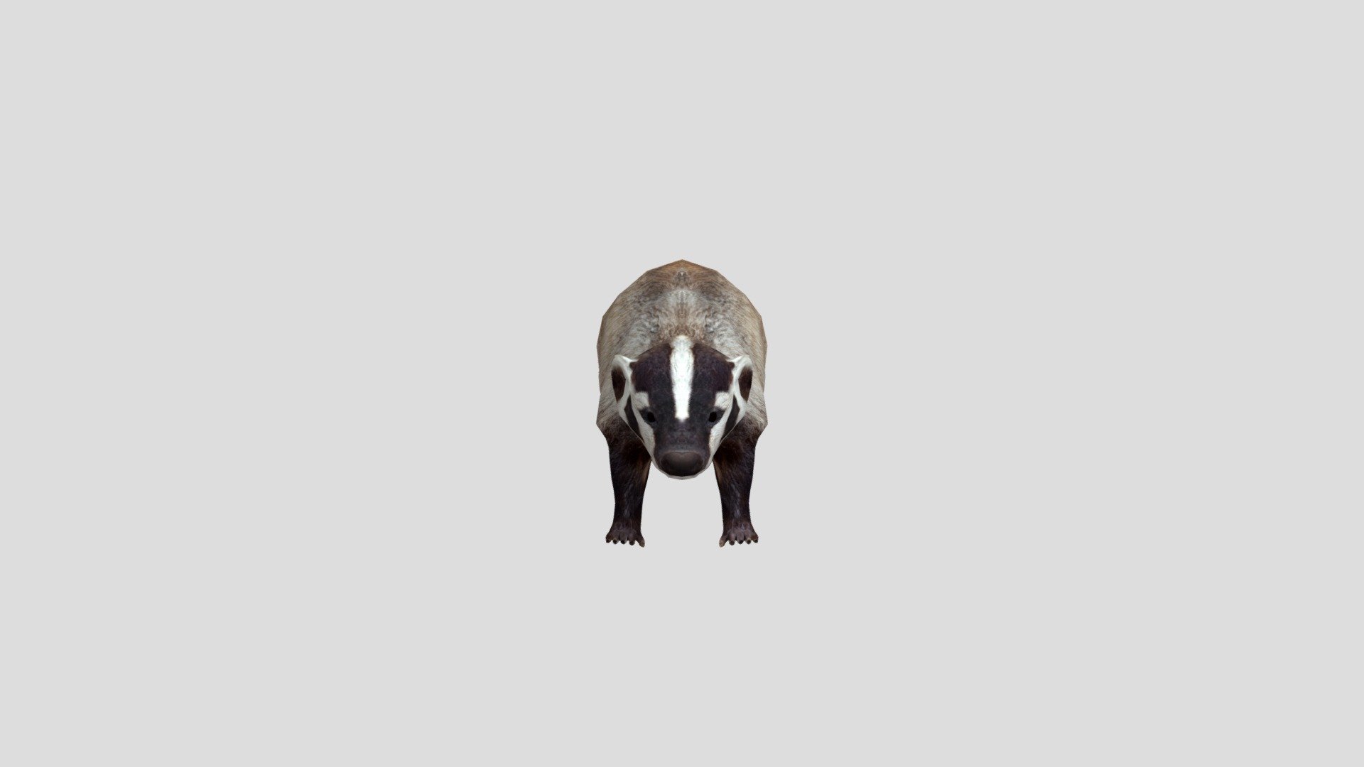 realistic_badger__texugo_3d_model - Download Free 3D model by ...