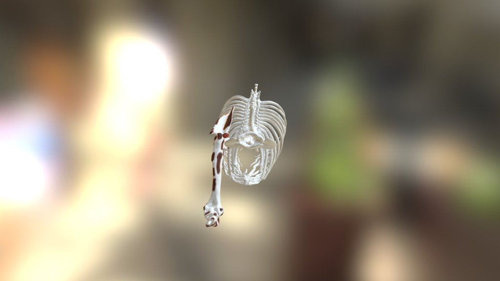 Canine Shoulder Lateral Proximal Muscles - 3D model by sonea [e67b237 ...