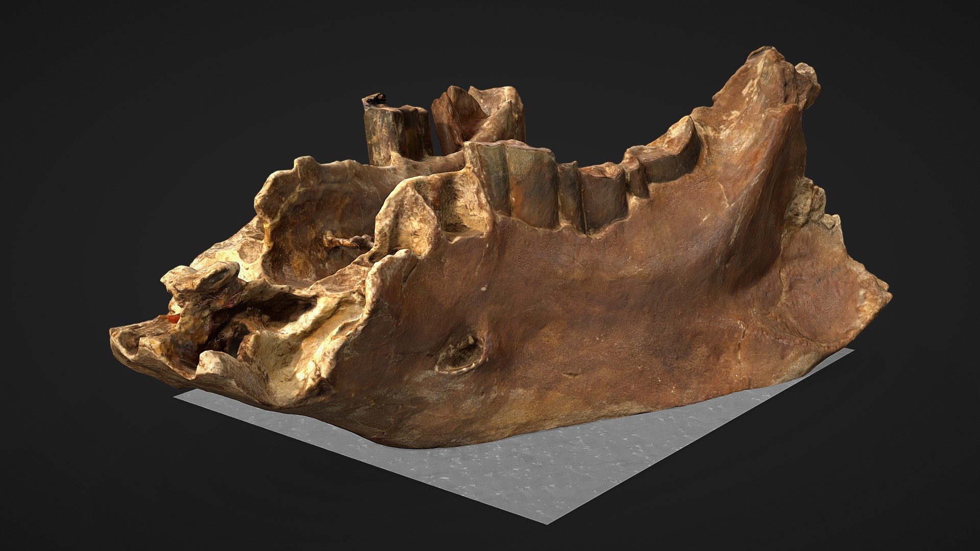 Mandíbula de Toxodonte - 3D model by labpaleonto.ufac [e67d47d] - Sketchfab