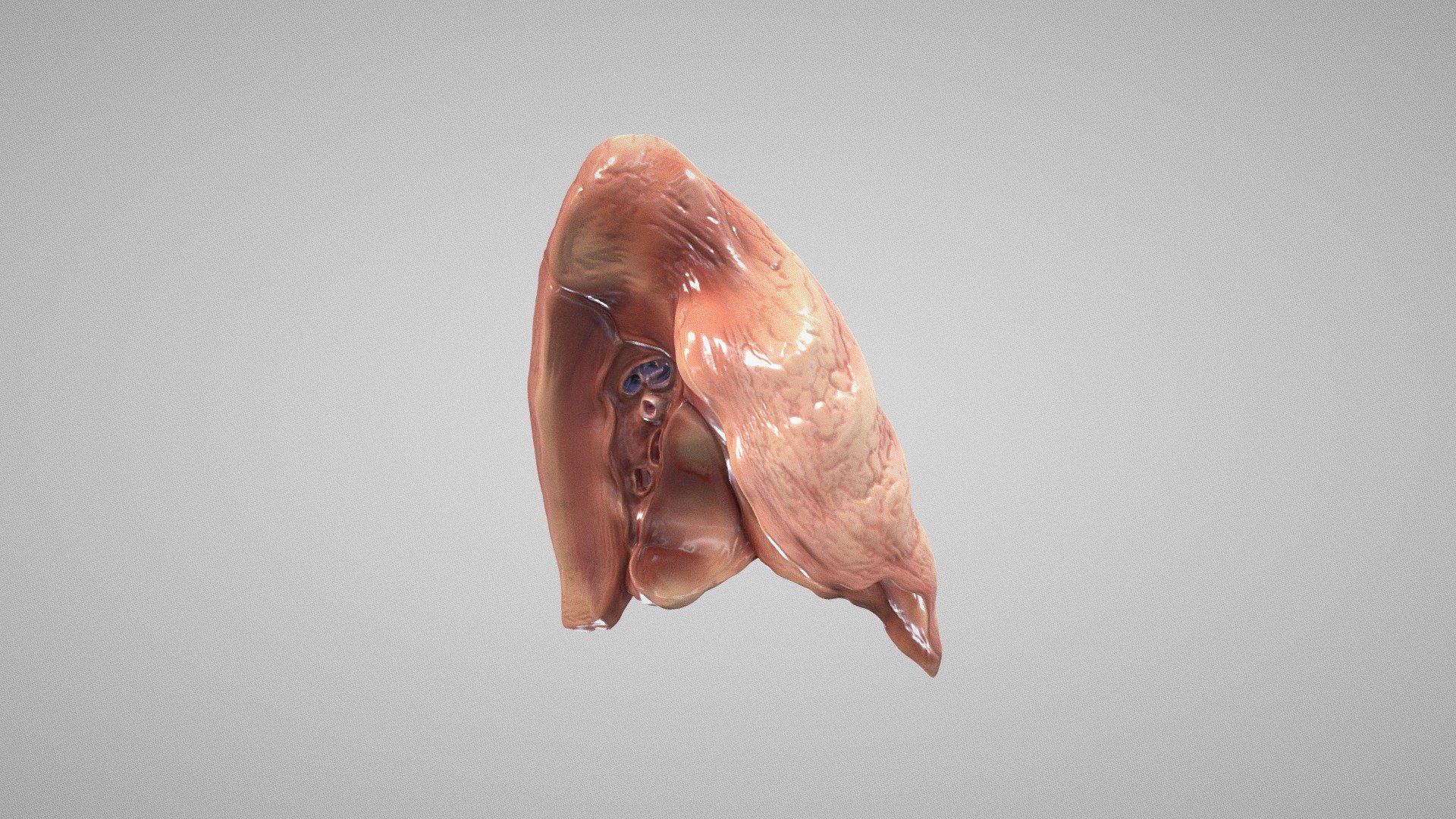 Left Lung Anatomy - Buy Royalty Free 3D model by Hannah Bryce Ely, CMI ...