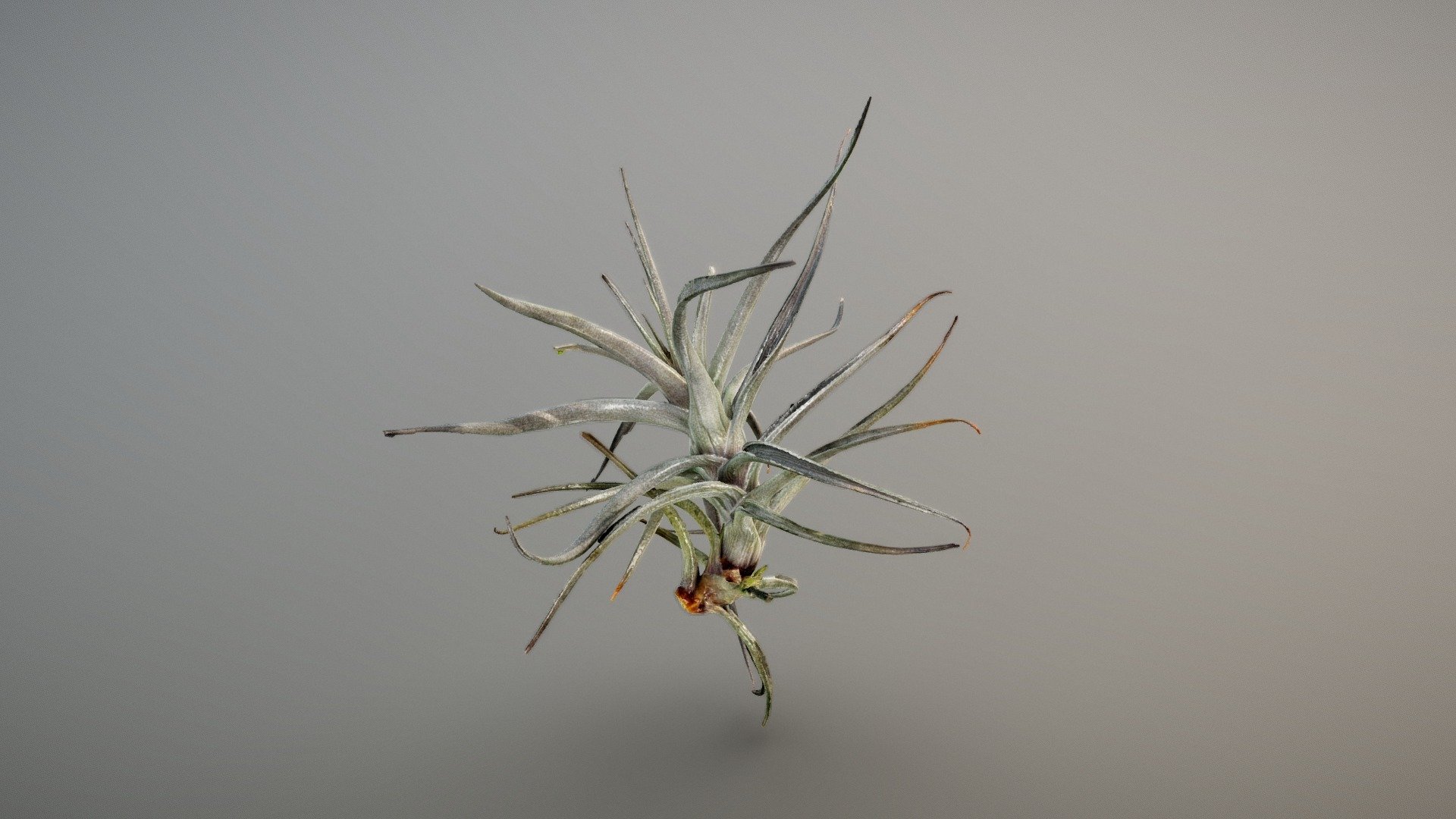 Tillandsia Albida - 3D model by Ari Weinkle (@ariweinkle) [e67f8ec ...