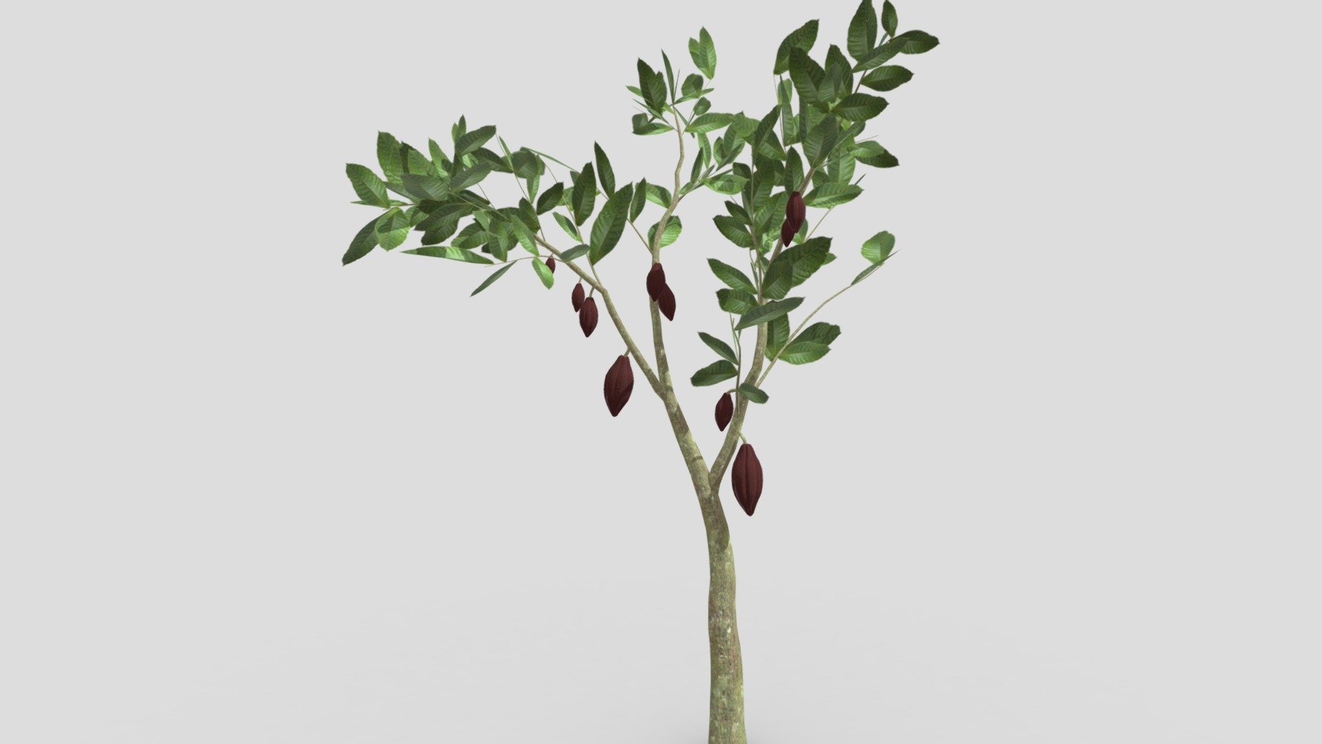 Cacao Tree(Brown Fruit)- 01 - Buy Royalty Free 3D model by ASMA3D ...