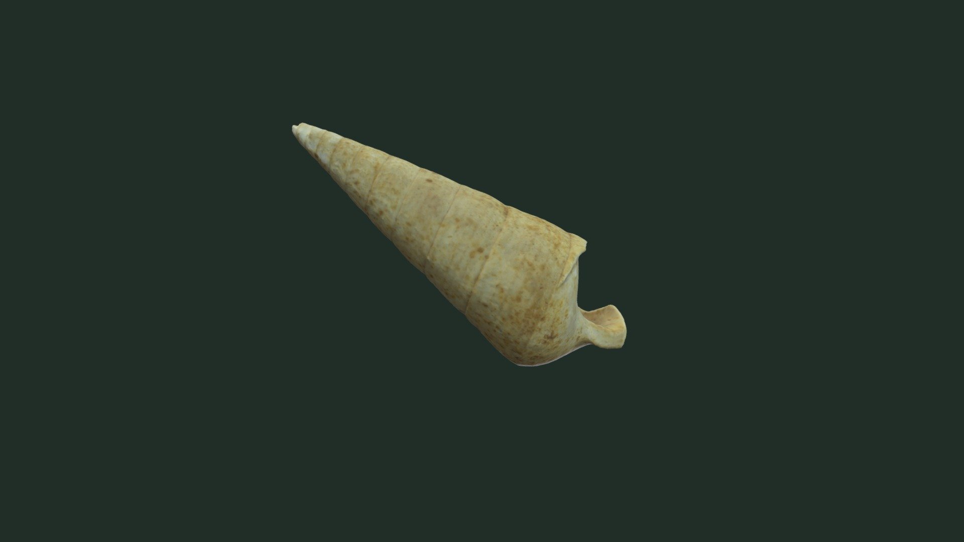 Mesalia vetusta - Buy Royalty Free 3D model by Shellie Luallin ...