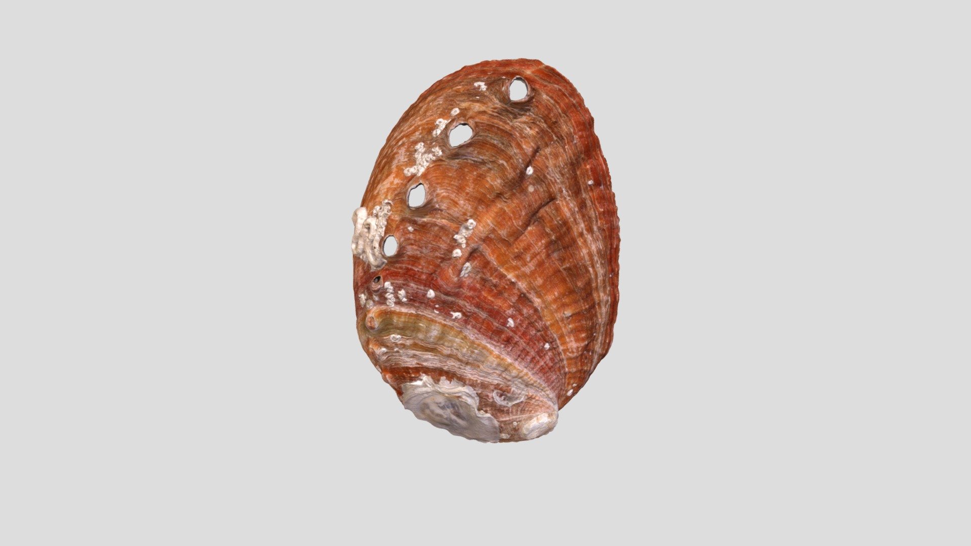 011 - Shell of Abalone - 3D model by homan_photogrammetry [e683c16 ...
