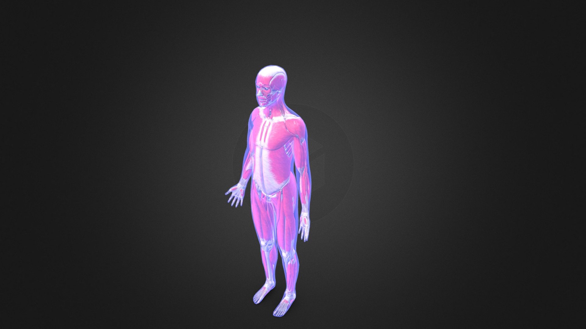 human_anatomy - 3D model by r2 [e6858fe] - Sketchfab