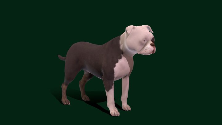 American-staffordshire-bull-terrier 3D models - Sketchfab
