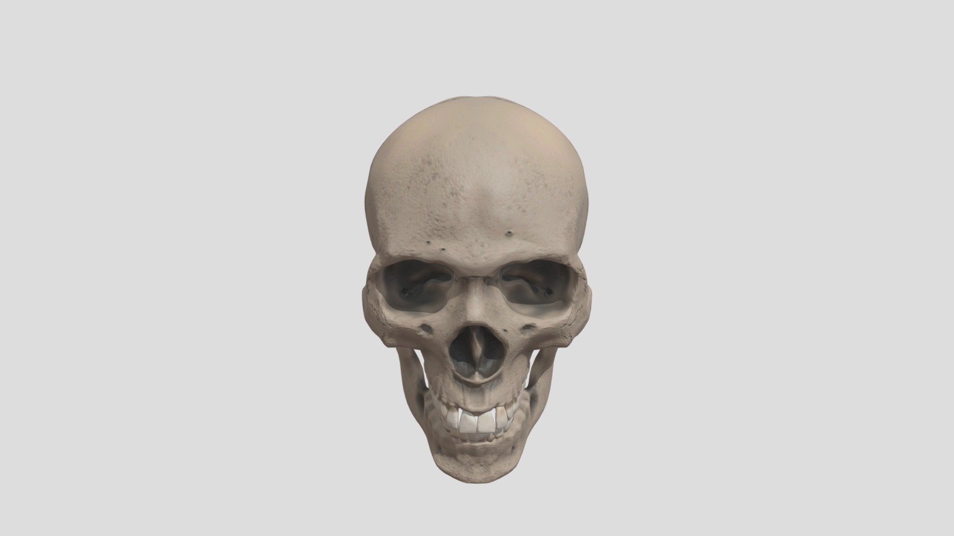 Skull Downloadable - 3D model by rechelmay34204r [e697ad4] - Sketchfab