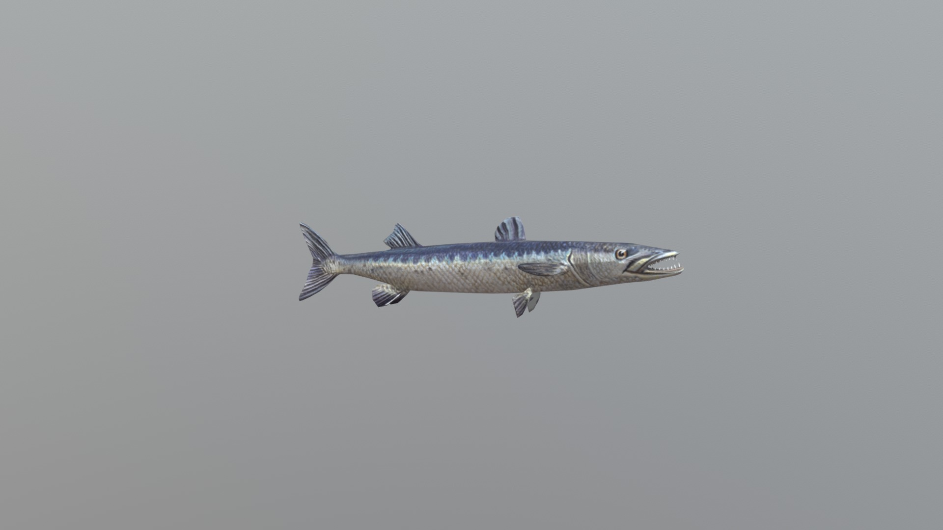 Barracuda Fish - Buy Royalty Free 3D model by 3dlowpoly [e69cba3 ...