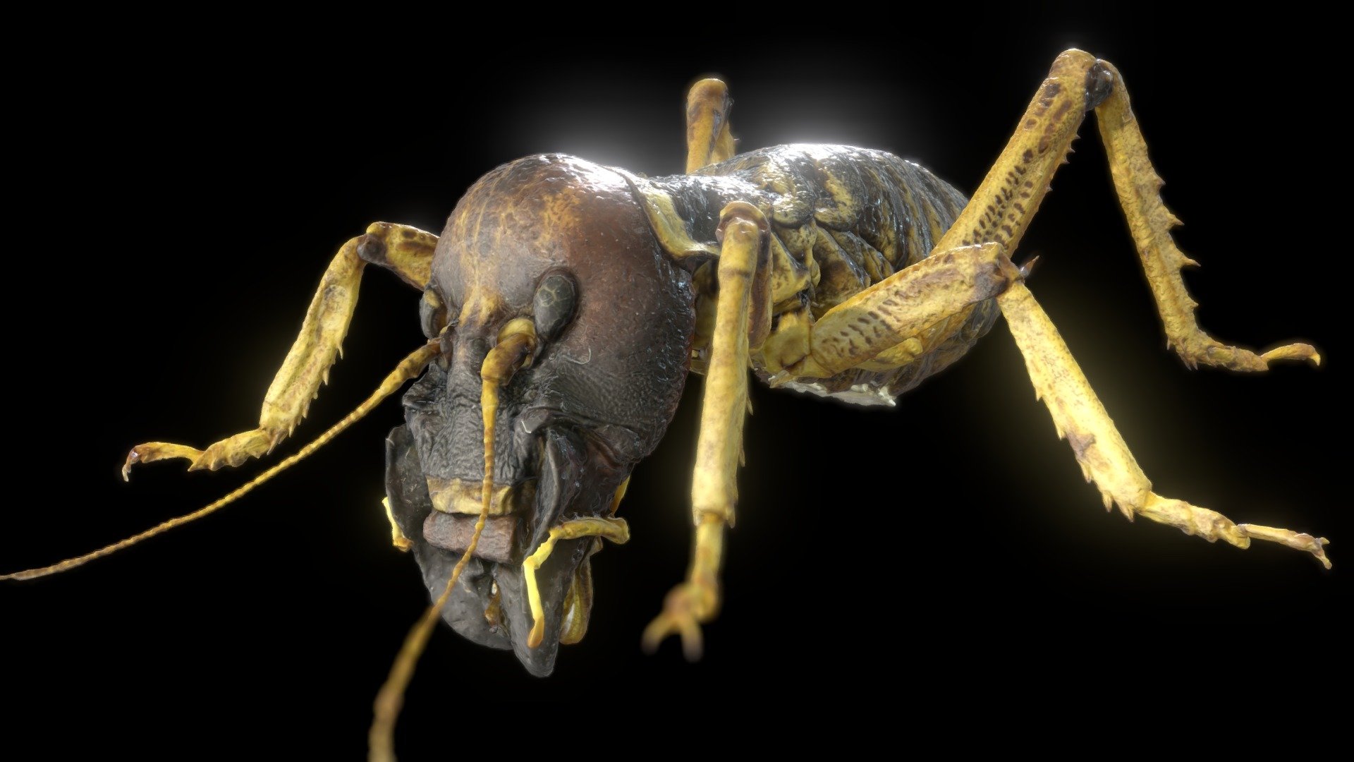 Mountain Stone Weta (Hemideina maori) - 3D model by jhdoyle [e6a40fe ...