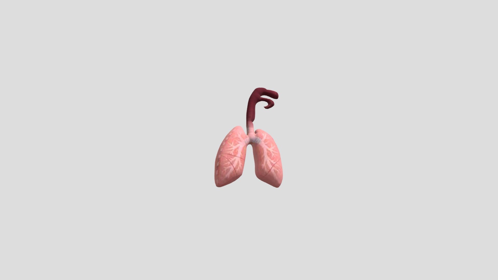 Sistem Pernafasan Manusia - 3D model by sophieaprilia108 [e6a8685 ...