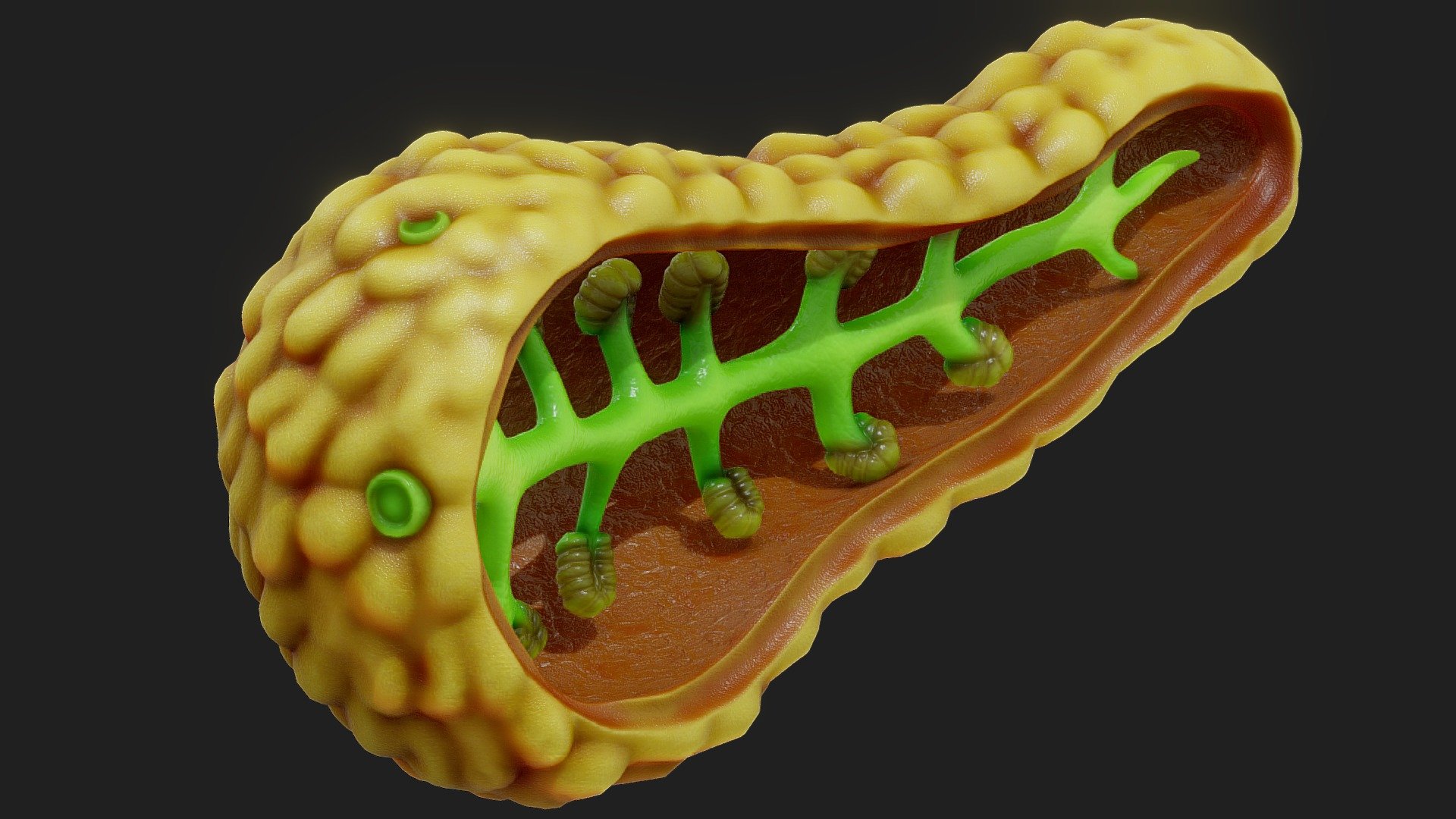 Human Pancreas Anatomy - Buy Royalty Free 3D model by zames1992 ...