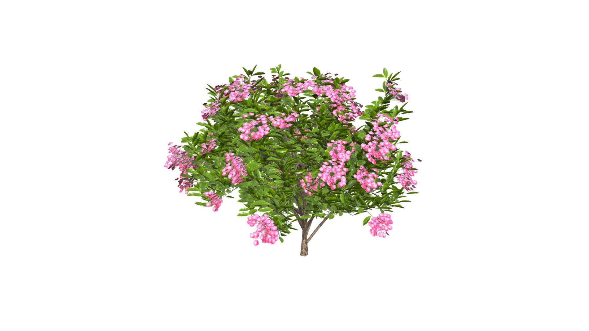 Kalmia_ Latifolia_ Carol - Buy Royalty Free 3D model by hkhalif ...