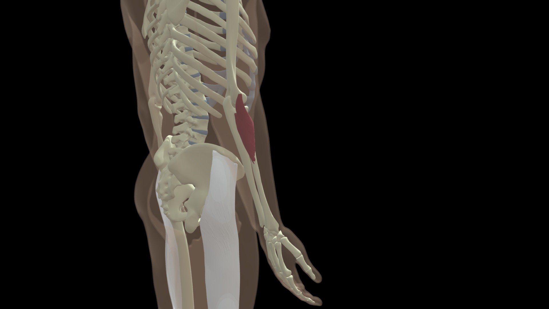 Supinator - Download Free 3D model by Anatomary [e6b29af] - Sketchfab