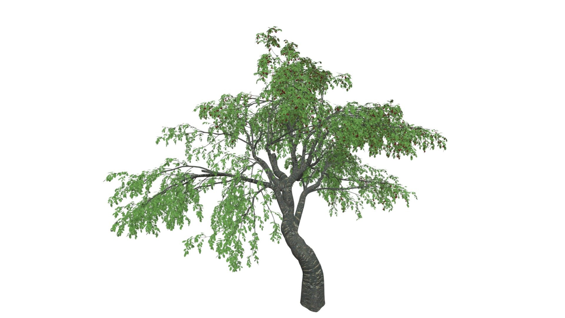 Cherry Tree #10 - Buy Royalty Free 3D model by meshshape [e6b34ac ...