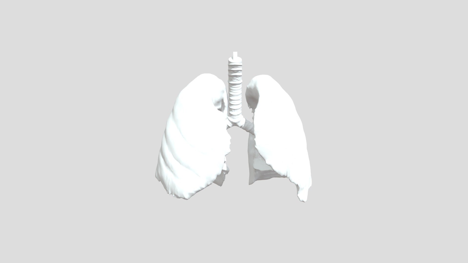 Lungs - 3D model by jlandivar [e6be1fc] - Sketchfab
