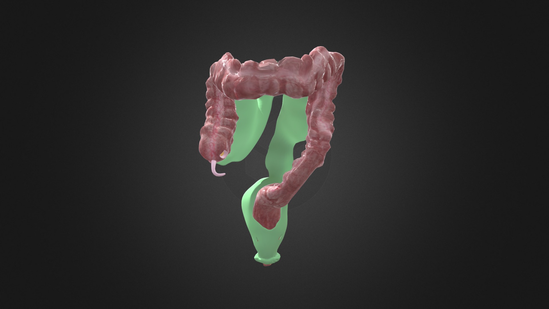 Toldt's Fascia - 3D model by Dara Walsh (@dara.walsh) [e6c0afc] - Sketchfab