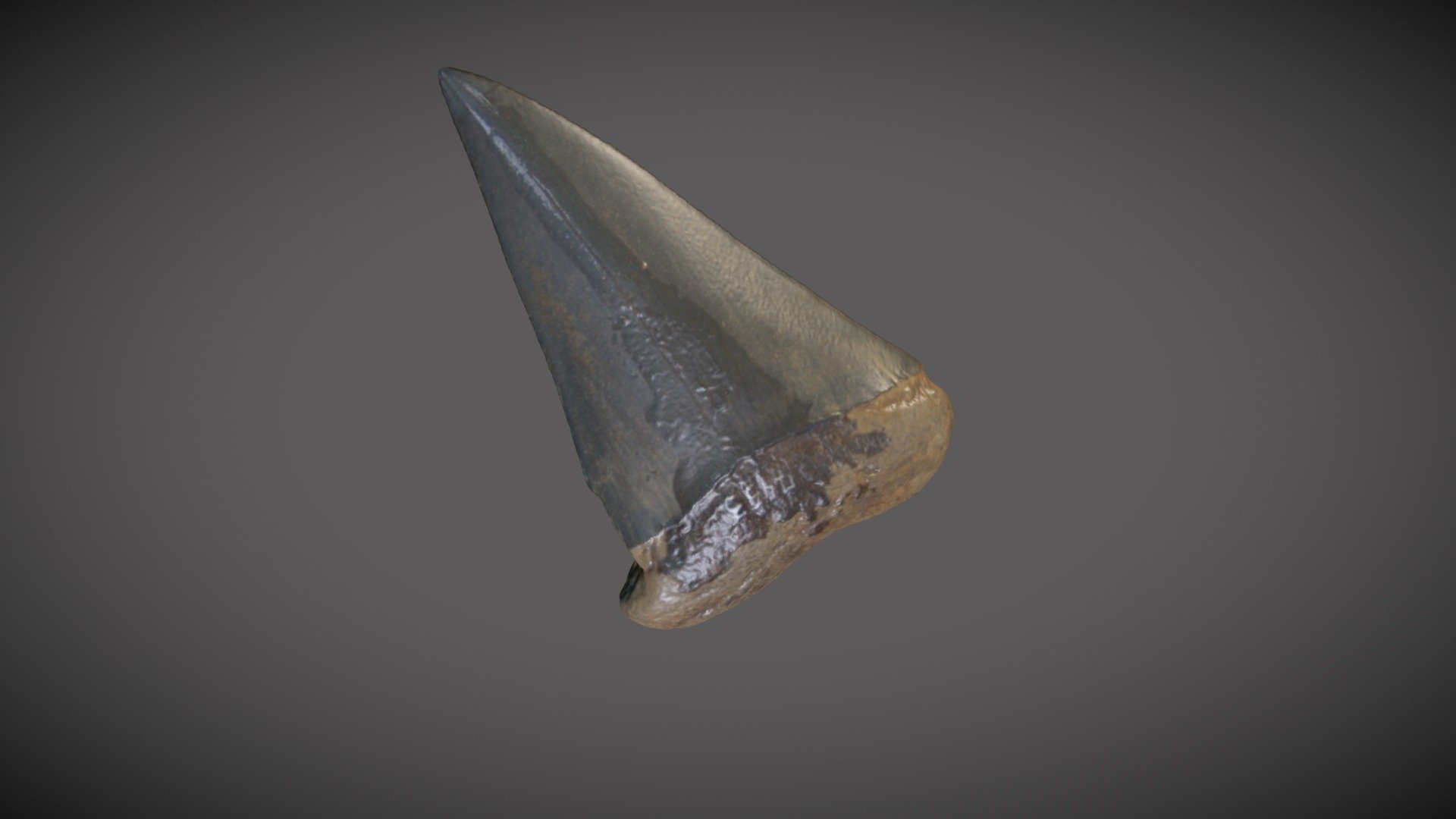 Nice tooth of Isurus Hastalis - Download Free 3D model by EDDyLab @ULiege (@eddylab) [e6c3860 ...