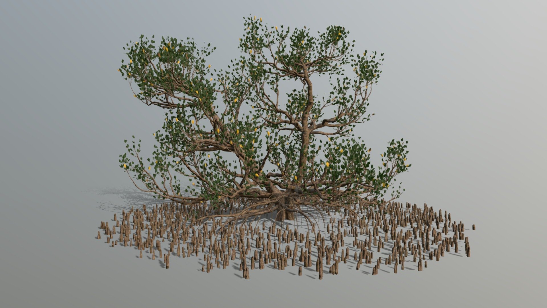 Mangrove - Buy Royalty Free 3D model by zlevi [e6c45b6] - Sketchfab Store
