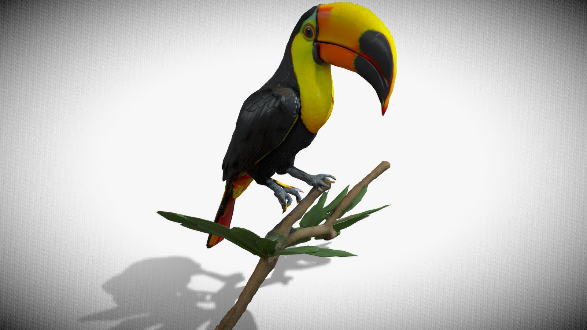 Tucan 3D - 3D model by vivianaaguilarrdz [e6c5645] - Sketchfab