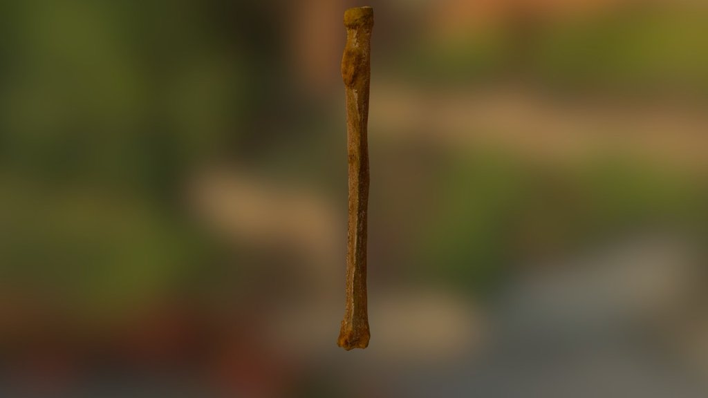 Human Radius (VCU_3D_950) - Download Free 3D model by Virtual Curation ...