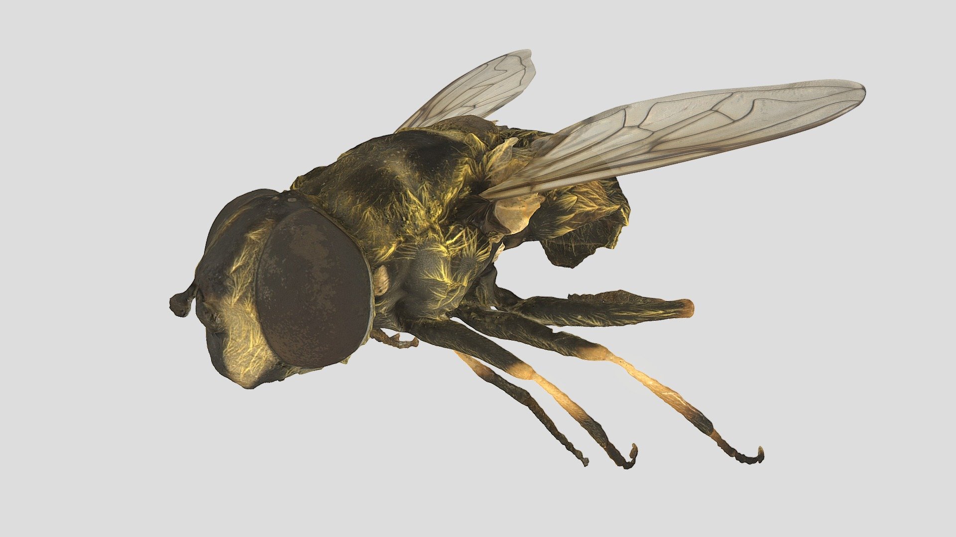 Myathropa florea (Meshroom) - Download Free 3D model by EvoBiomech ...