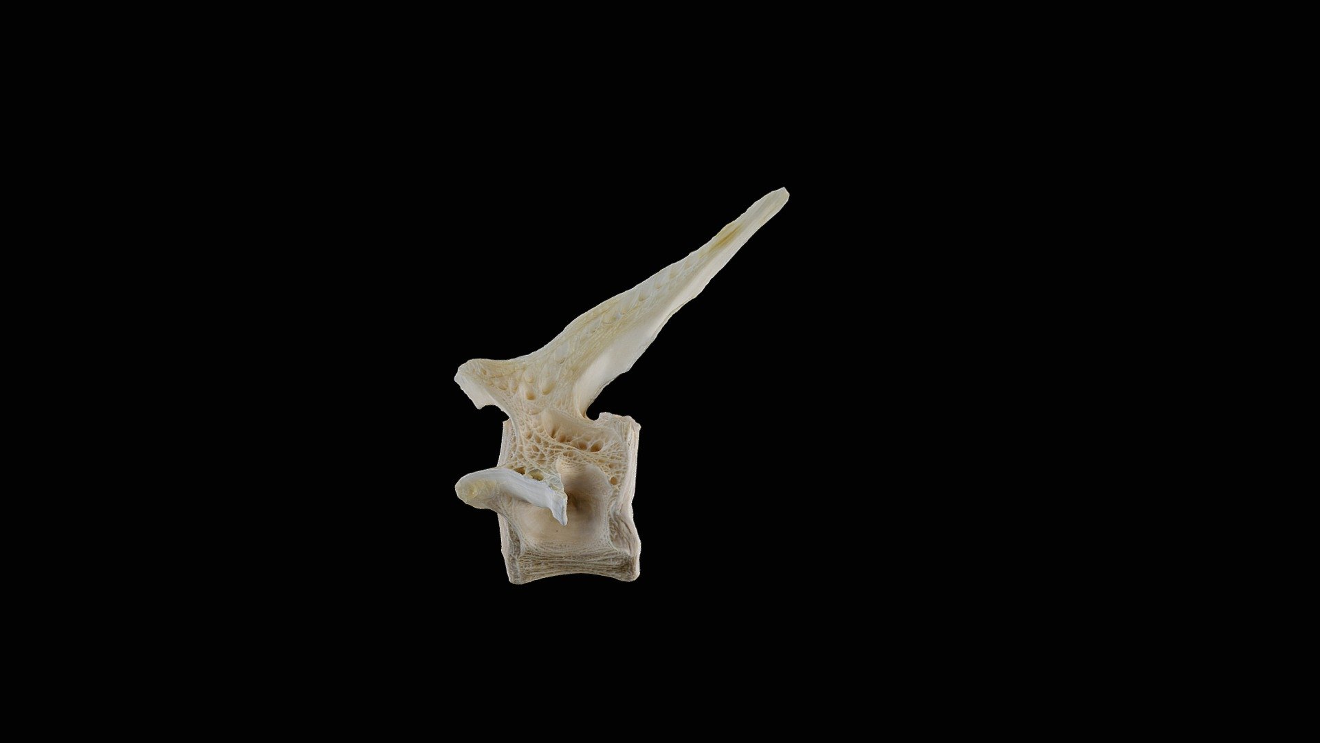 Cod (Gadus morhua) Abdominal Vertebra - 3D model by 4-OCEANS Virtual ...