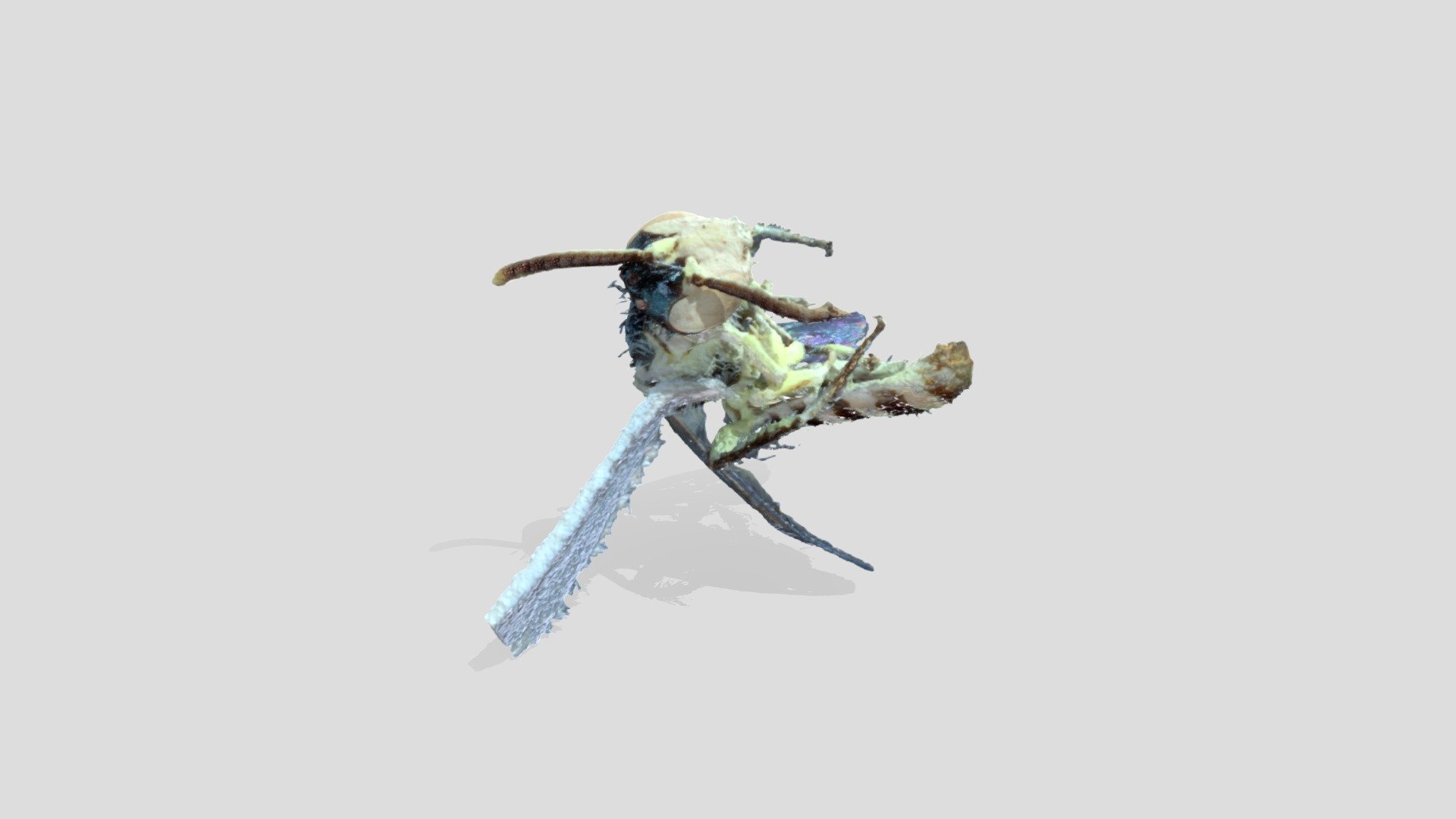 Perdita Sp A - 3D model by Macropods [e6d271c] - Sketchfab
