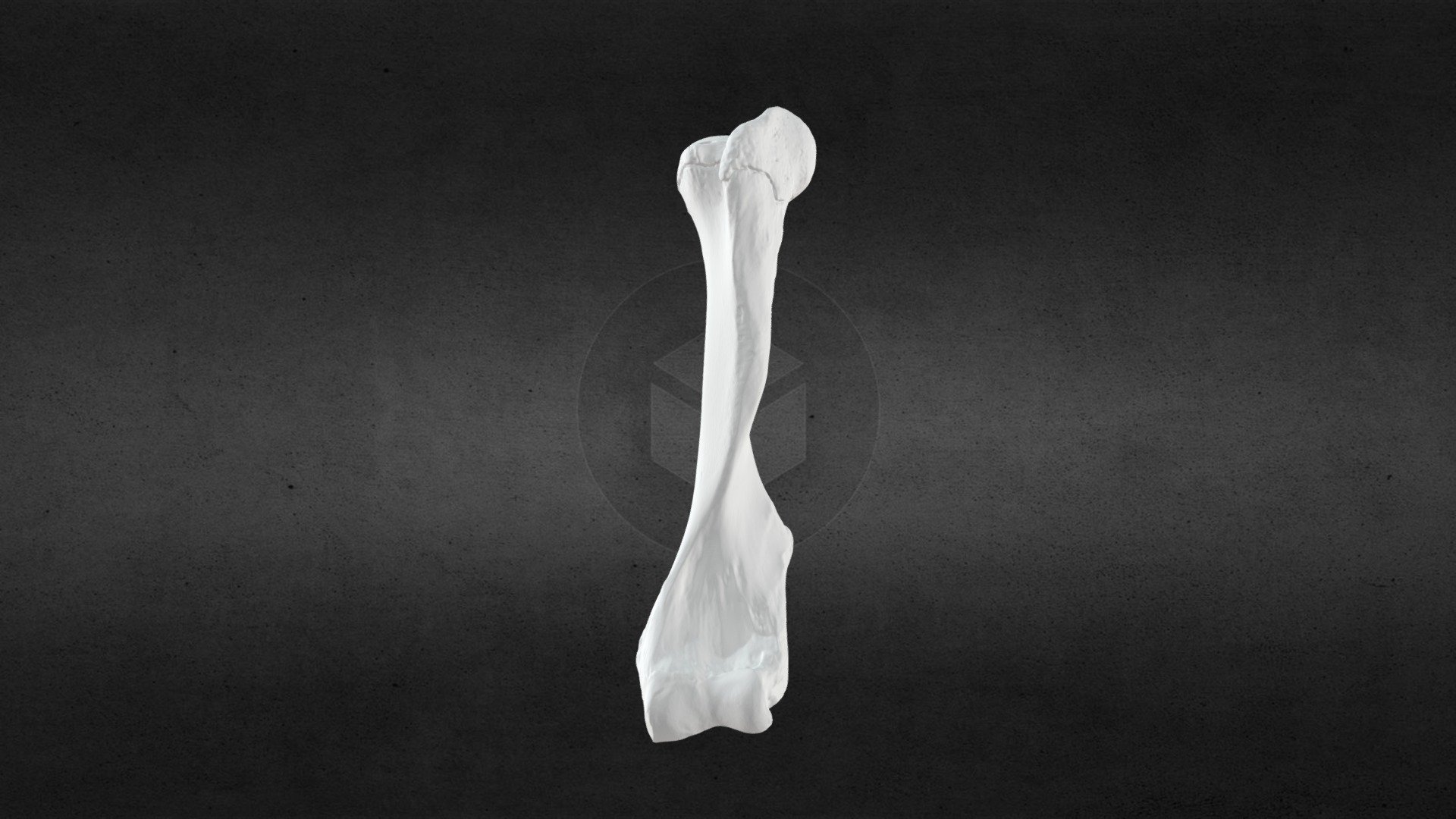 Loxodonta africana (elephant) left Humerus - Download Free 3D model by ...