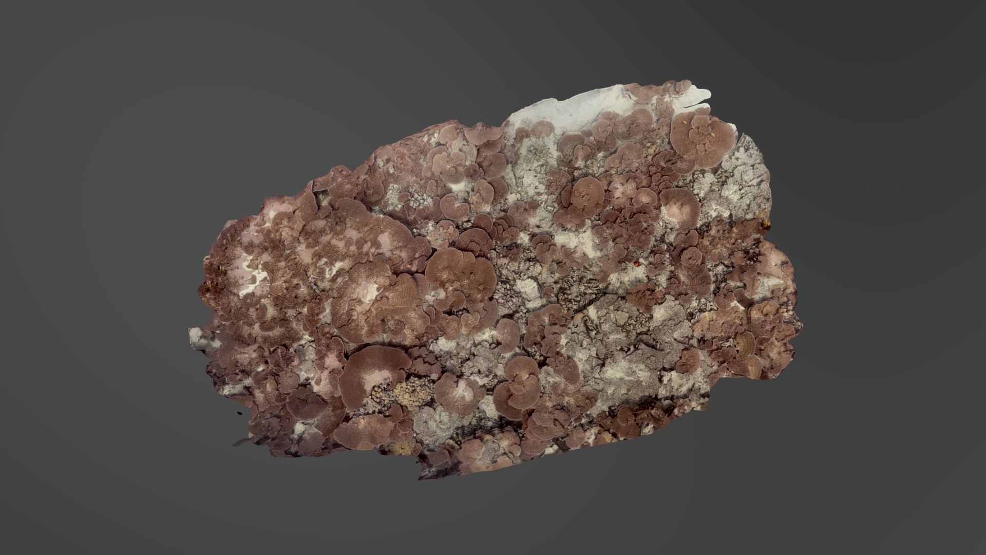 French Frigate Shoals: Rapture - 3D model by MEGA Lab (@BurnsLab ...