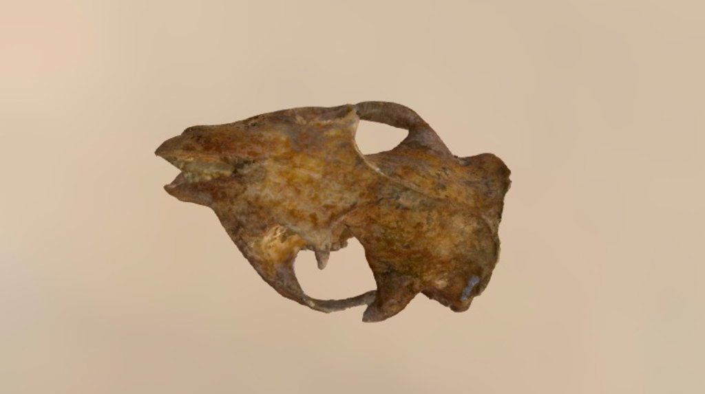 Groundhog Skull (VCU_3D_743) - Download Free 3D model by Virtual ...