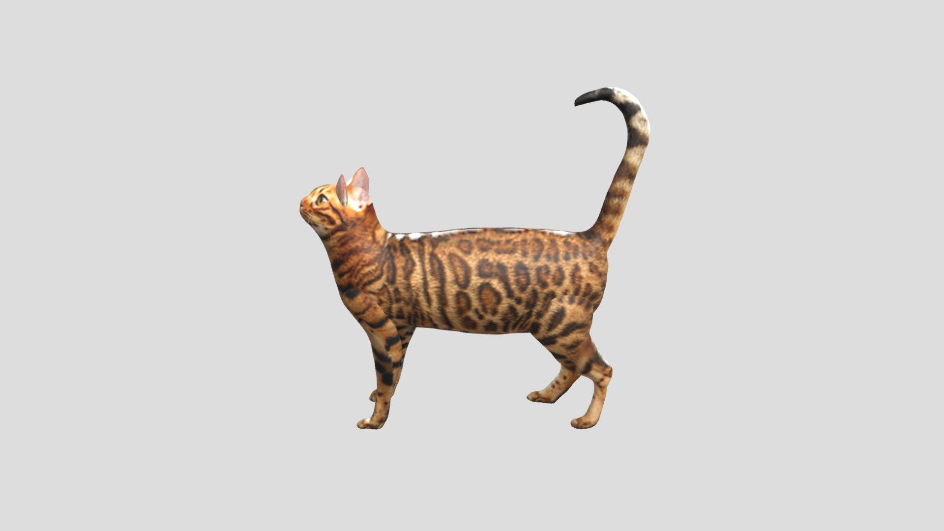 cat_ab - 3D model by AndB [e6ee0f6] - Sketchfab