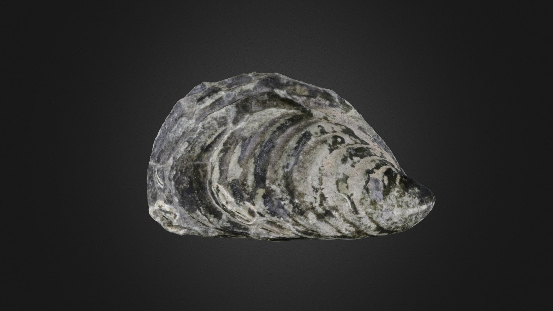 Bivalve: Inoceramus sp. (PRI 45554) - Download Free 3D model by Digital ...