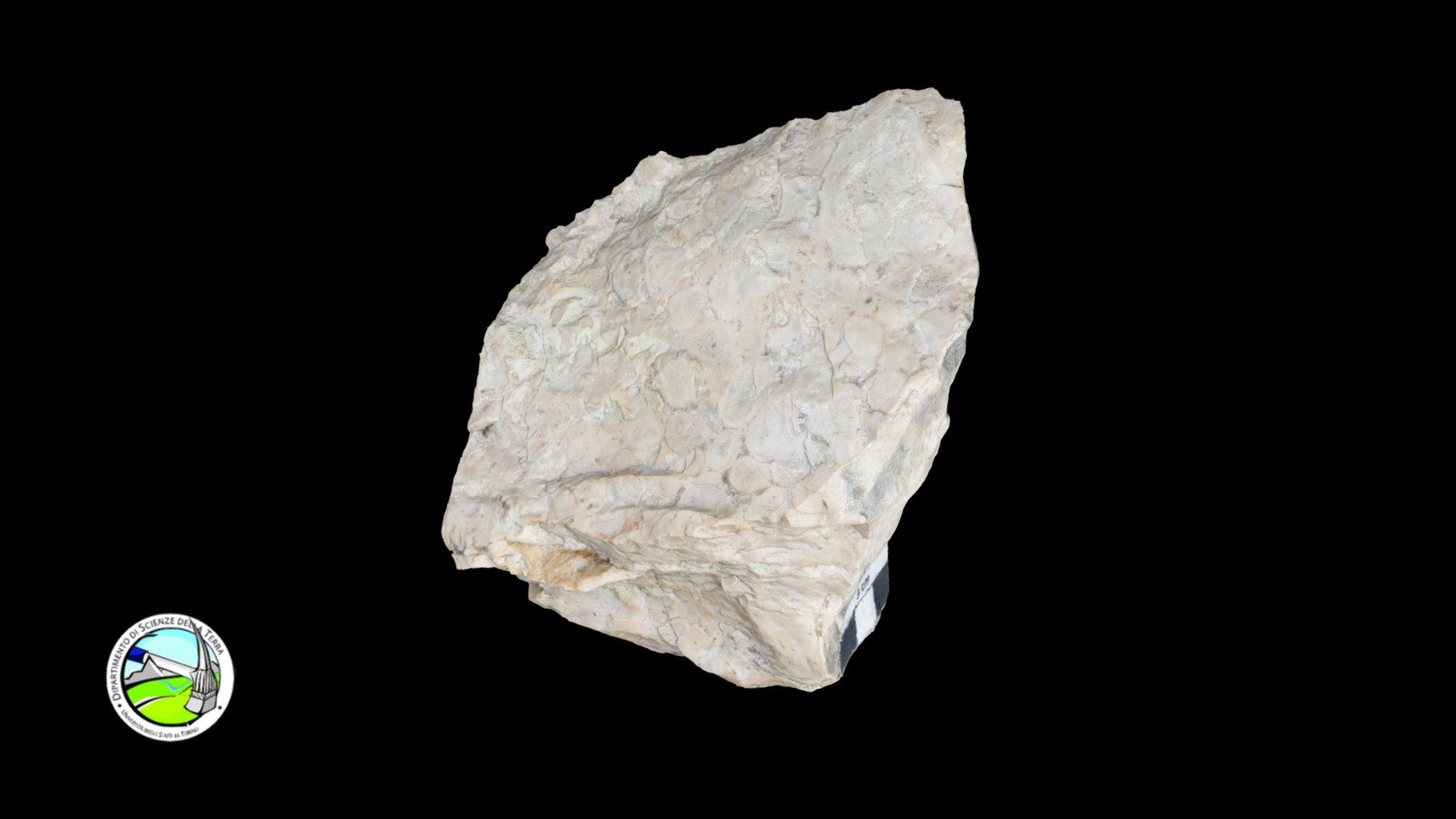 Rudstone ad oncoliti - 3D model by Dipartimento di Scienze della Terra ...