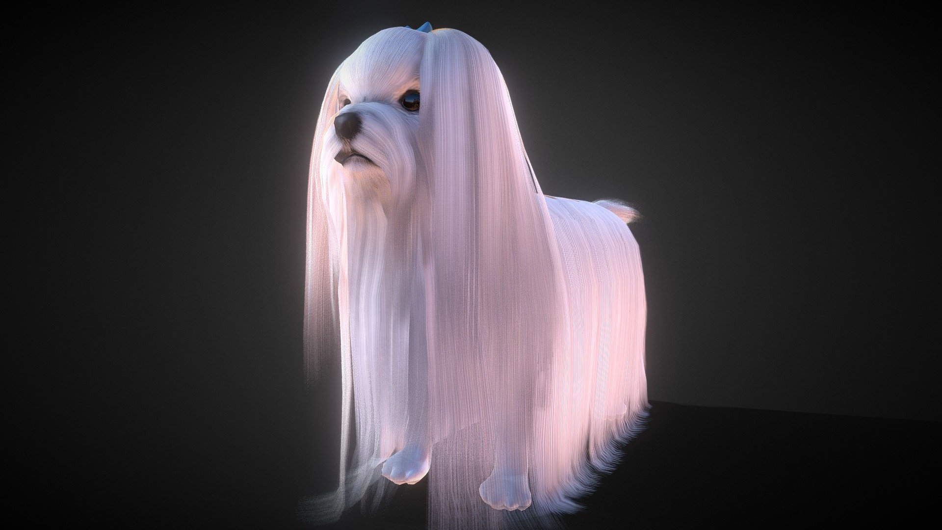 Maltese Dog - Buy Royalty Free 3D model by animod [e6fd55e] - Sketchfab ...