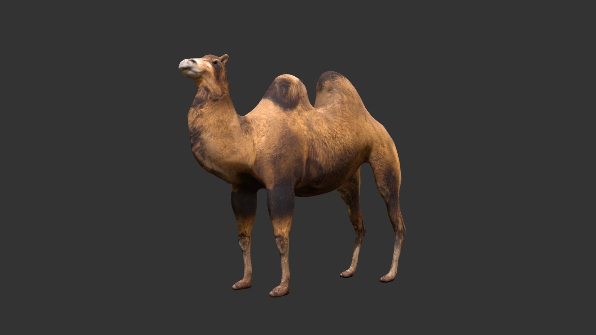 camel - 3D model by Imad Hamouda (@imsa) [e6fe6b7] - Sketchfab