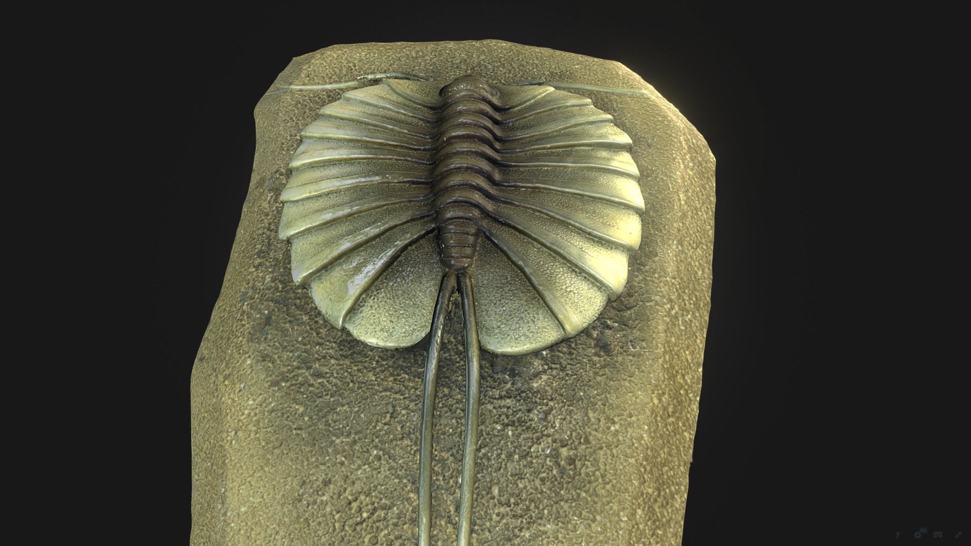 Трилобитообразные Chelloniellon sp. - 3D model by darwinmuseum.ru ...