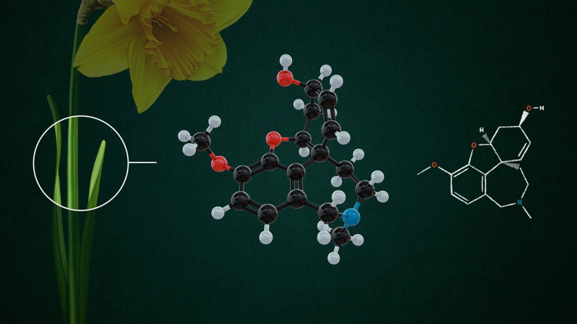 Galantamine Molecule 3D Model By Jlf illustration e700f1e Sketchfab