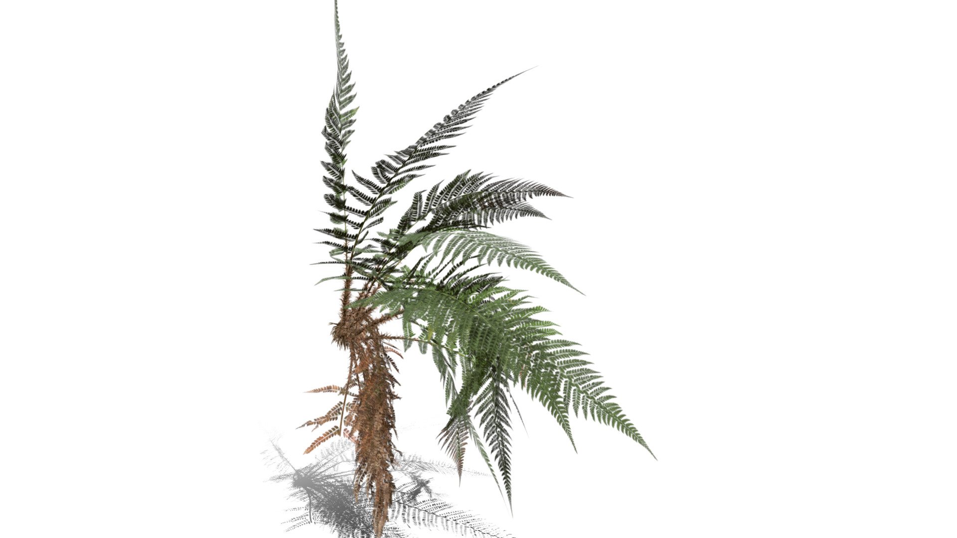 Realistic HD Male fern (36/50) - Buy Royalty Free 3D model by ...