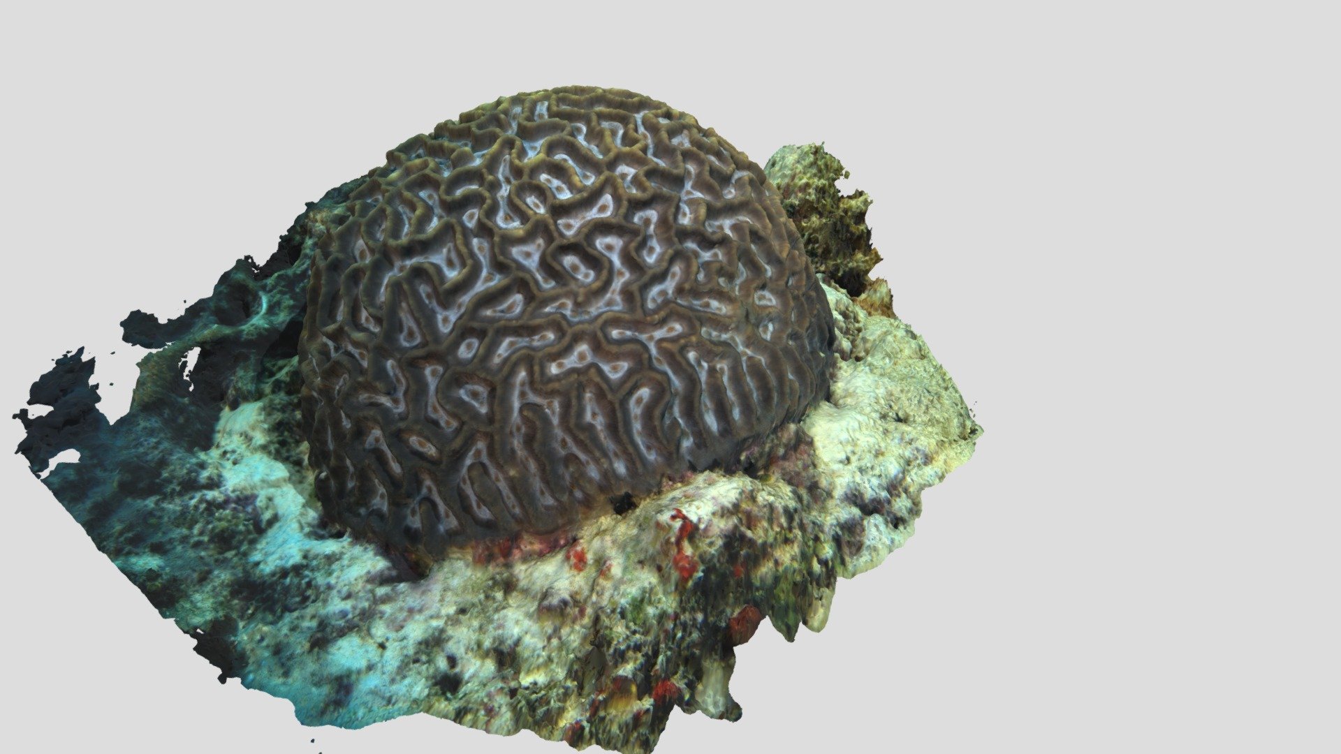 Oulophyllia crispa - Mayotte - 3D model by DroneGo (@JeromeMathey ...