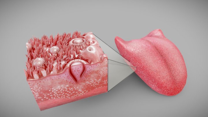 Papila 3D models - Sketchfab