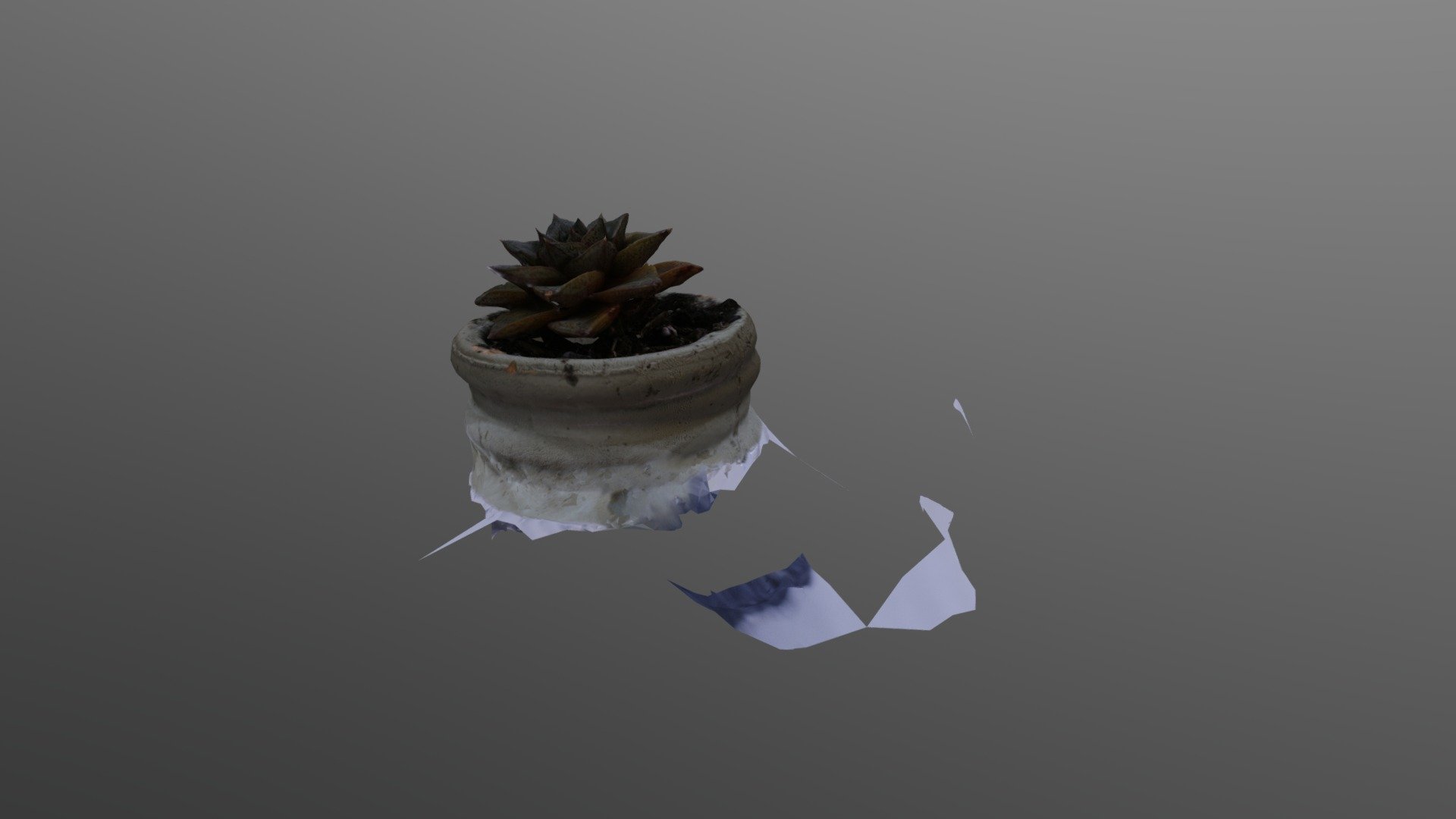 Succulent Photogrammetry with Macro Lens - 3D model by acouto2 [e70dc9a] - Sketchfab