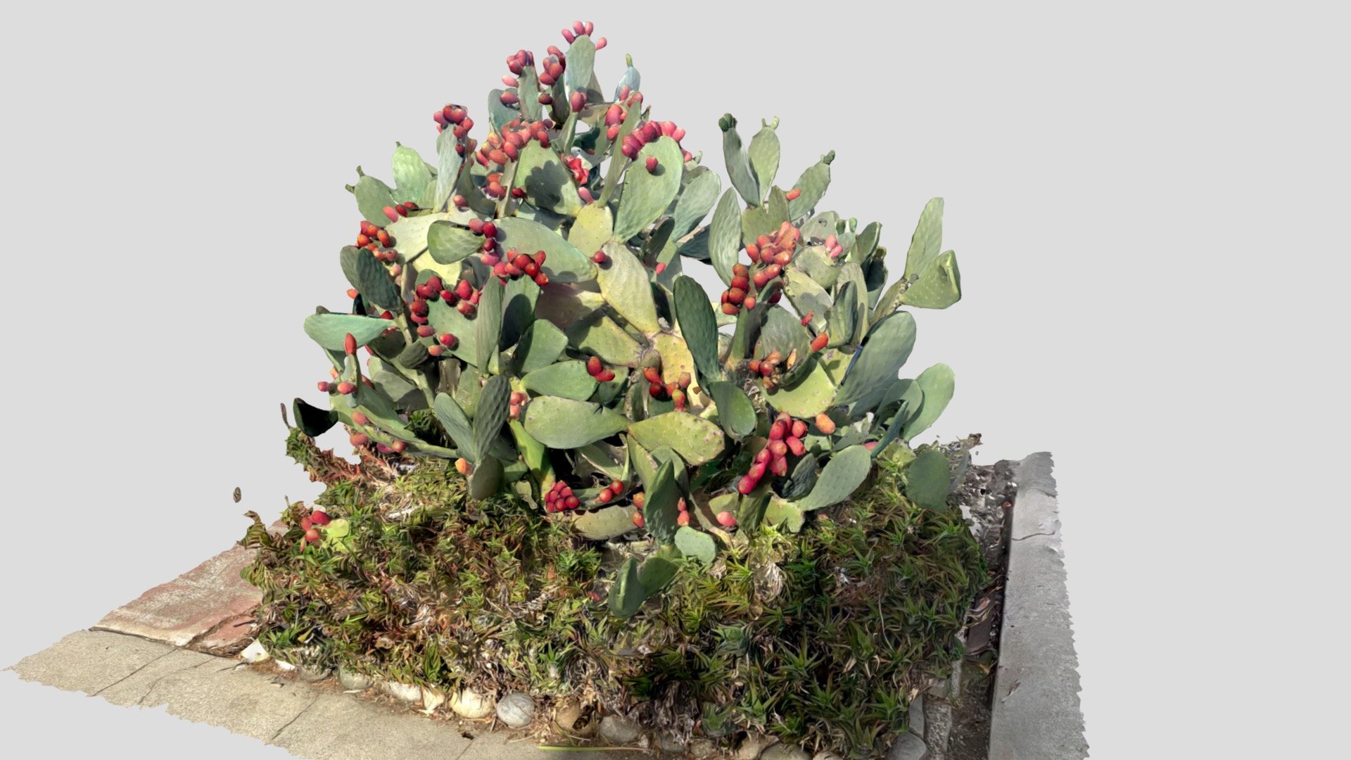 Nopal - 3D model by aromeromyt [e711eb2] - Sketchfab